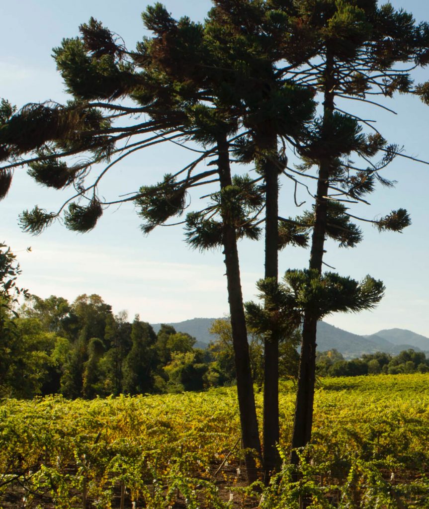Mapu, the Chilean legend from the Maule Valley - MAPU